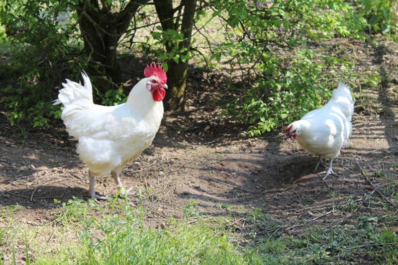 Bresse Chicken Breed Profile - Backyard Poultry